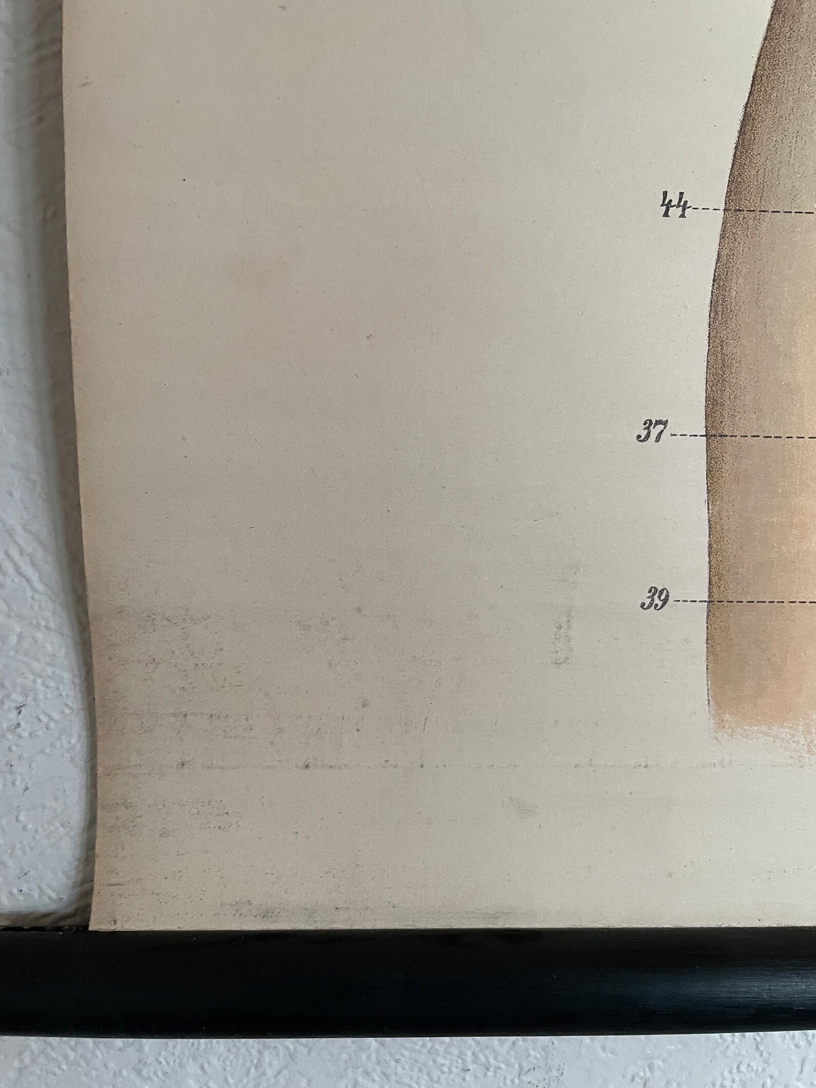 Vintage INTERNAL ORGANS Half Body ANATOMY Medical School Chart - Etsy