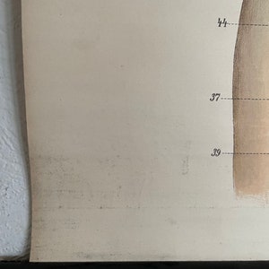 Vintage INTERNAL ORGANS Half Body ANATOMY Medical School Chart Roll ...