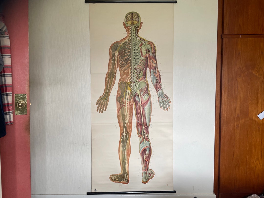 Vintage FULL BODY NERVOUS System School Chart Anatomy Roll Down Medical ...