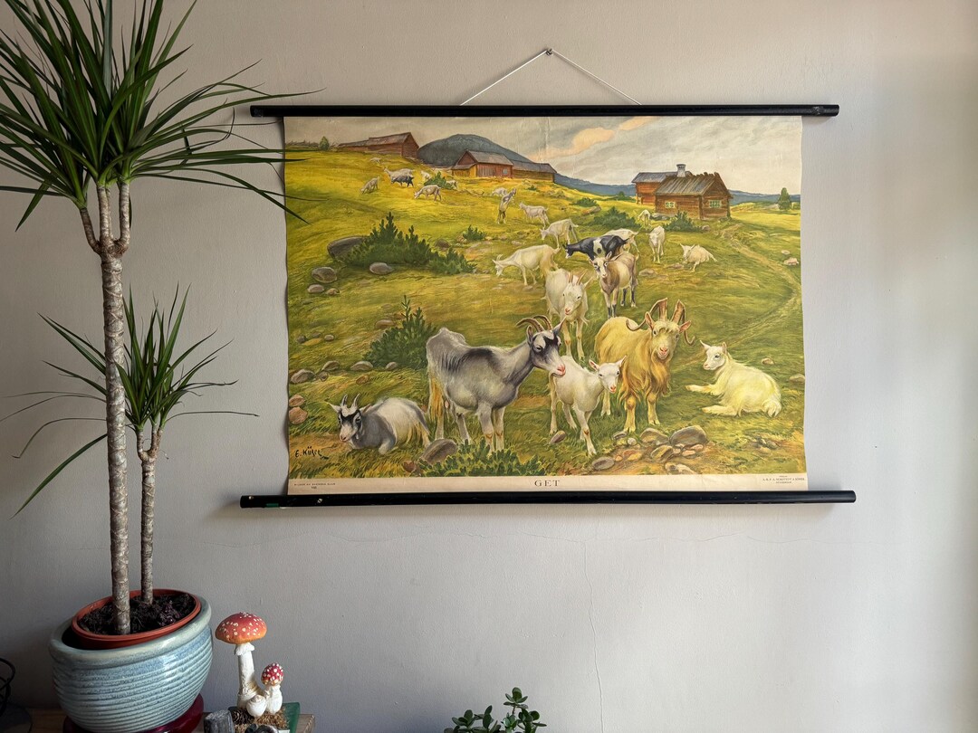 Vintage Swedish School Chart of GOATS 1950s Pull Down Educational Wall ...
