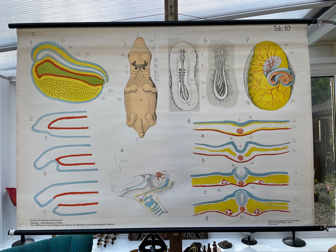 Vintage School Chart Embryology Table 10 ORGAN FORMATION in EMBRYOS ...