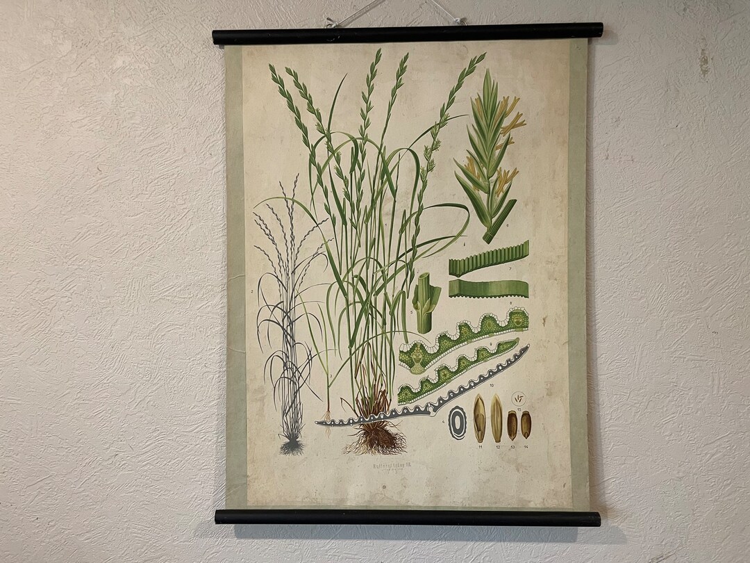 Vintage Botanical Wall Chart of PERENNIAL RYE GRASS 1947 Card Wild ...