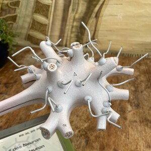 Vintage Somso NEURON Educational Model Medical School Model NERVE CELL ...