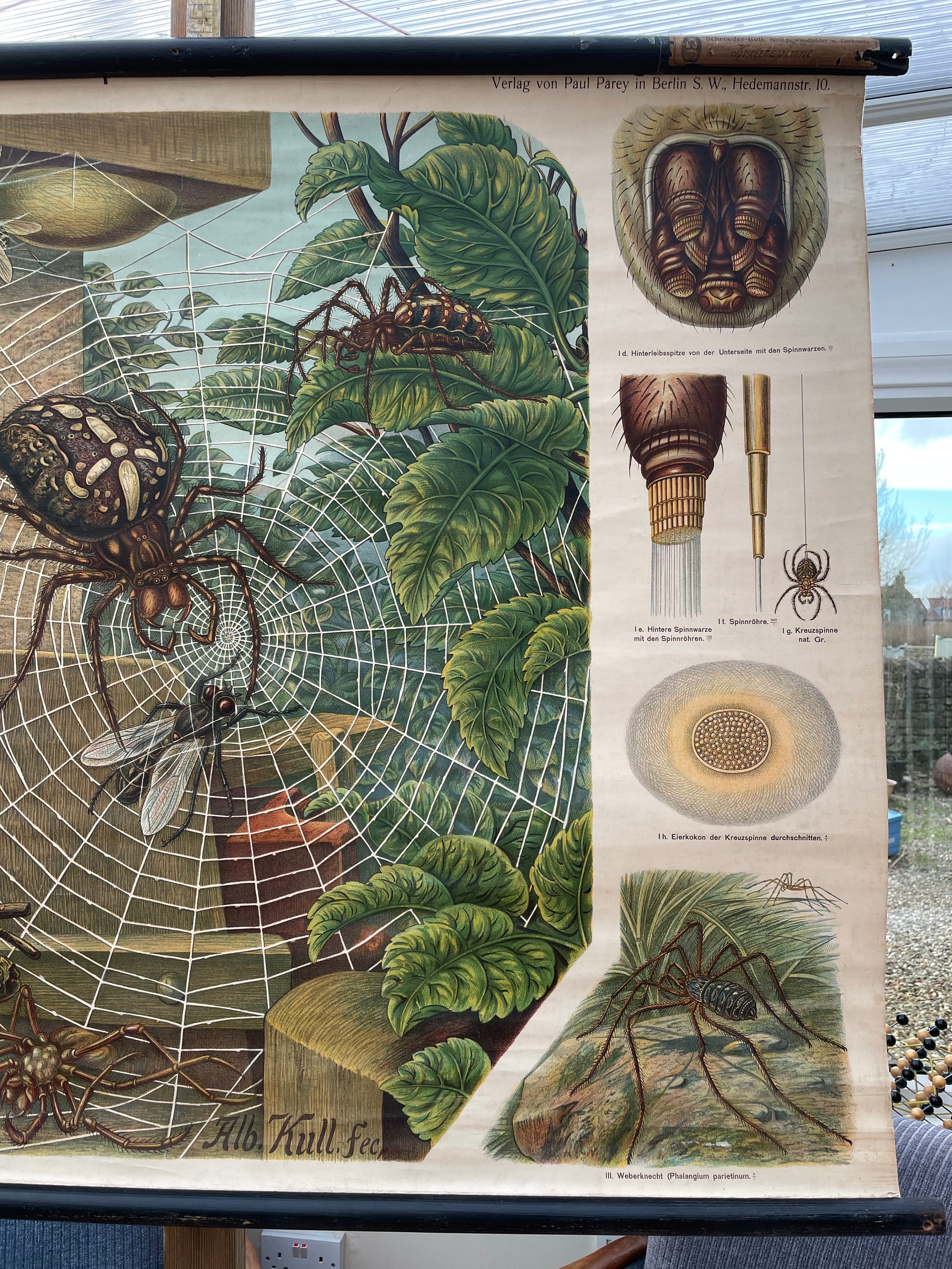 Vintage SPIDER School Chart ARACHNIDS Educational Chart - Etsy