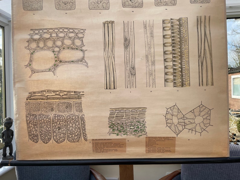 Vintage School Chart of PLANT CELL ANATOMY & Mitosis Botanical | Etsy