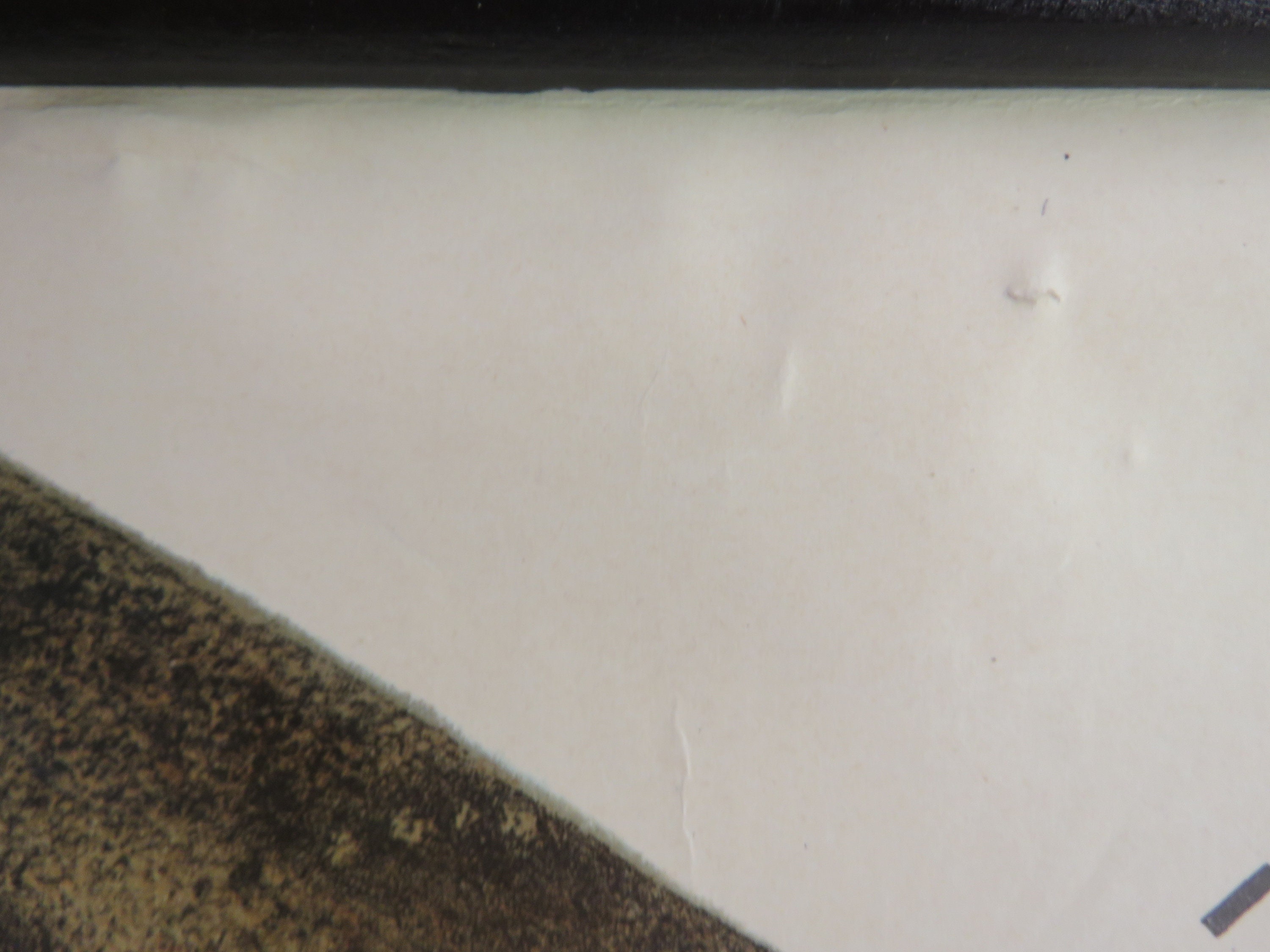 Rare Vintage Educational Wall Chart of TADPOLE FROG by Paul | Etsy UK