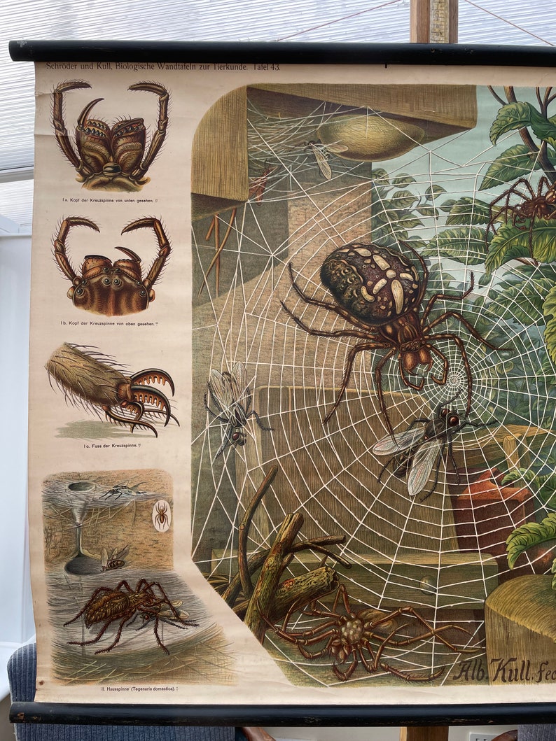 Vintage SPIDER School Chart ARACHNIDS Educational Chart | Etsy