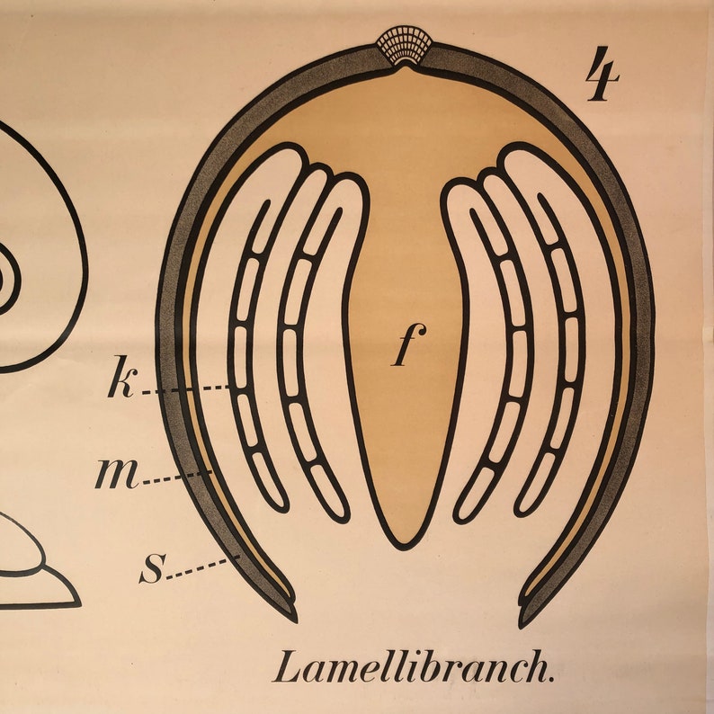 Rare Vintage MOLLUSCS School Wall Chart Lithograph PAUL PFURTSCHELLER ...
