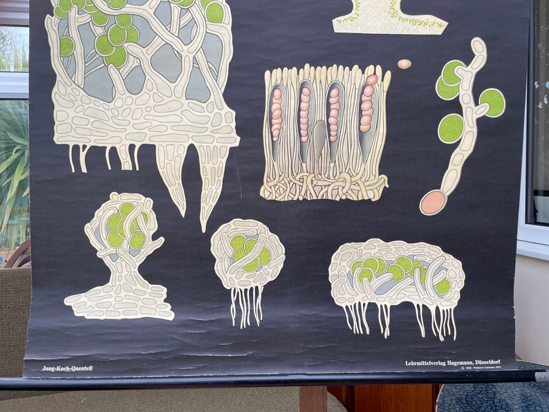 Vintage LICHEN School Chart Jung Koch Quentell Wall Chart - Etsy