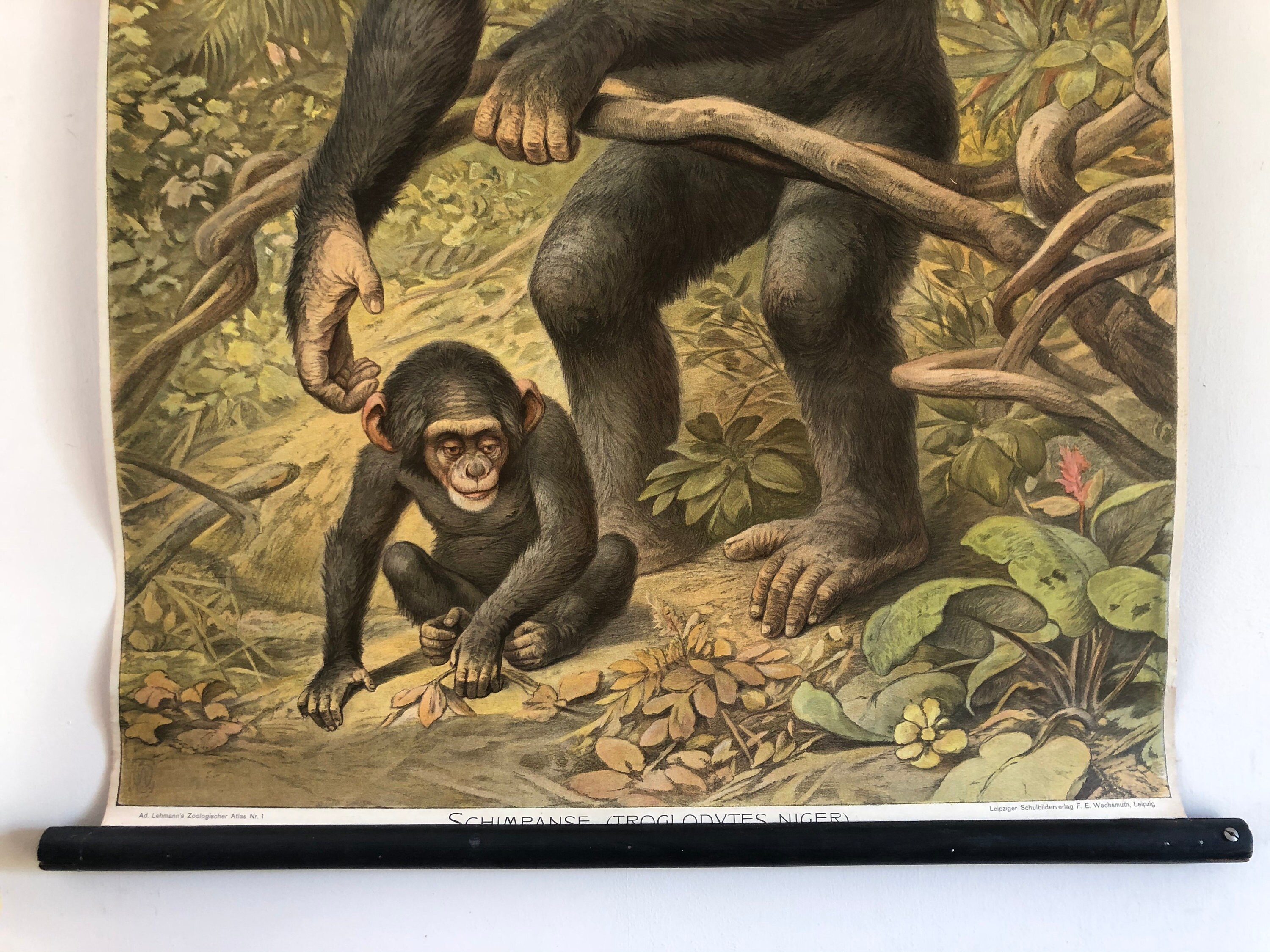 Vintage CHIMPANZEE School Chart Roll Down Poster Educational | Etsy