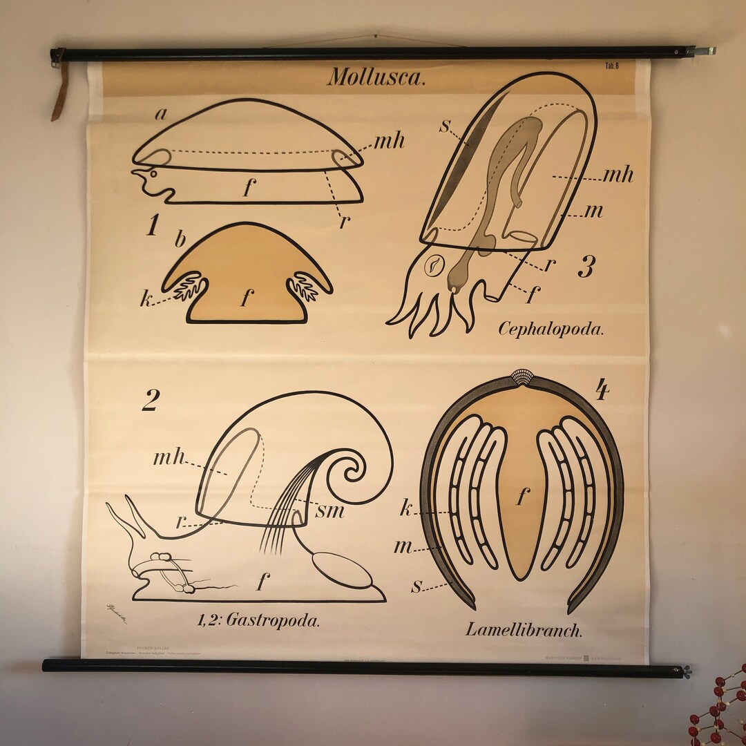 Rare Vintage MOLLUSCS School Wall Chart Lithograph PAUL PFURTSCHELLER ...