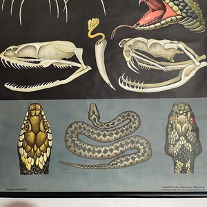 Vintage GRASS SNAKE & VIPER School Chart Jung Koch Quentell Educational ...