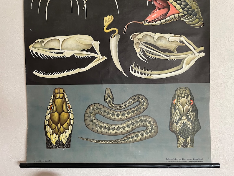 Vintage GRASS SNAKE & VIPER School Chart Jung Koch Quentell - Etsy