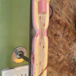 Vintage Somso NEURON Educational Model Medical School Model NERVE CELL ...