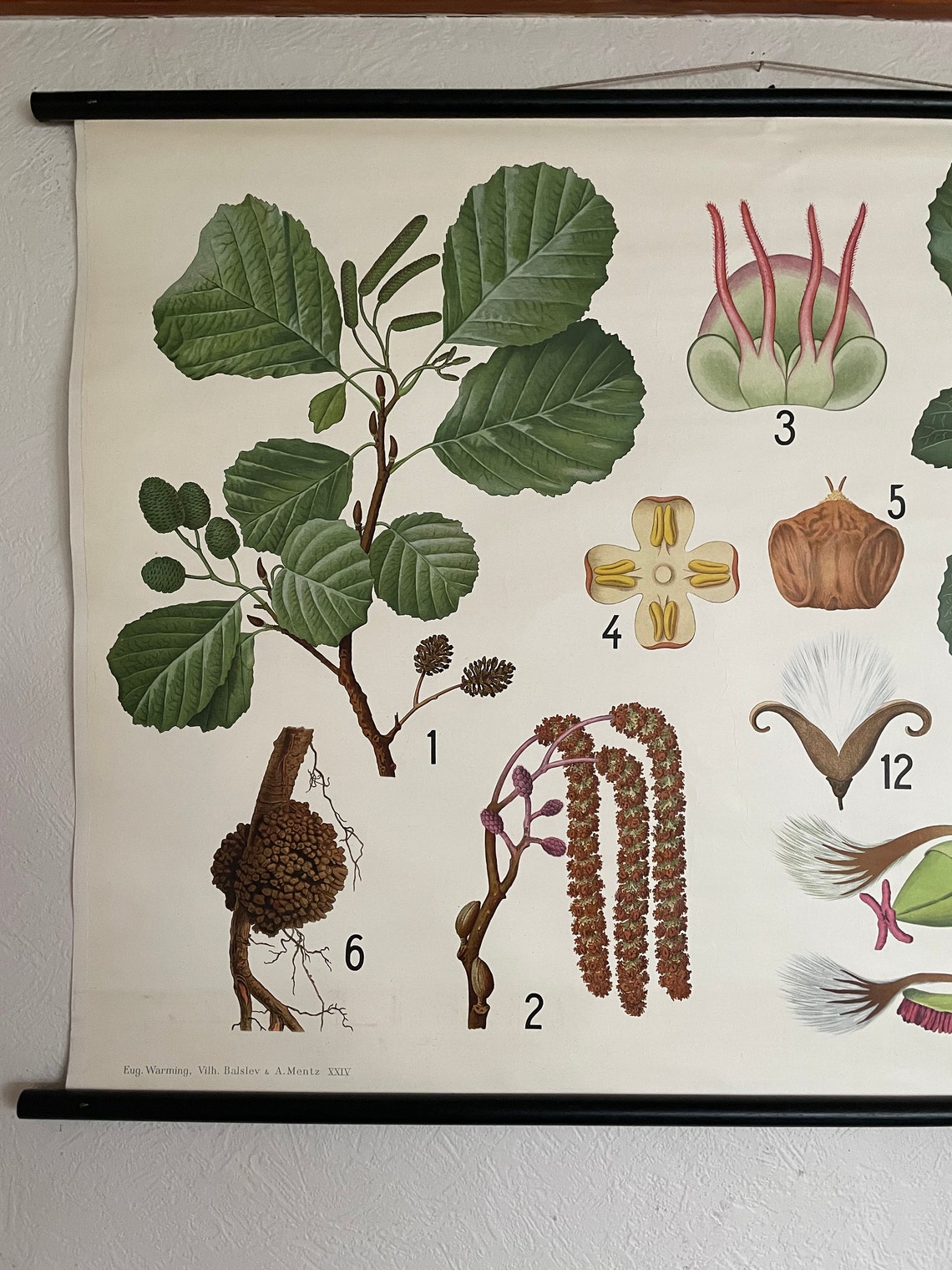 Vintage BLACK ALDER & ASPEN School Chart Danish Educational Wall Chart ...