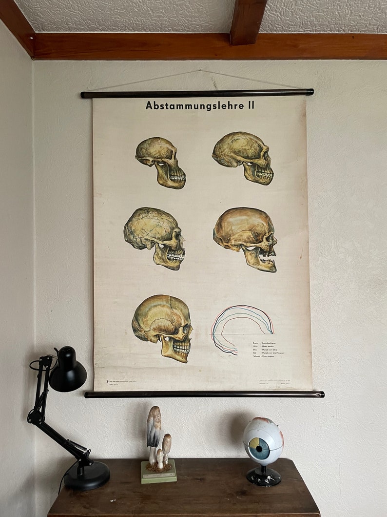 Vintage School Chart EVOLUTION of HUMAN SKULLS Poster - Etsy