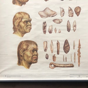 Vintage School Chart EVOLUTION OF MAN Poster Educational Chart Early ...