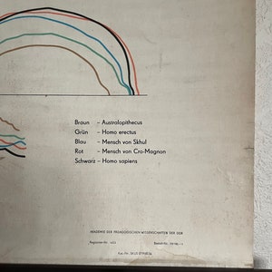 Vintage School Chart EVOLUTION of HUMAN SKULLS Poster Educational Chart ...