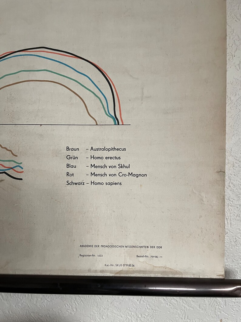 Vintage School Chart EVOLUTION of HUMAN SKULLS Poster Educational Chart ...