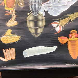 Vintage HOUSE FLY School Chart by Jung Koch Quentell Roll Down ...