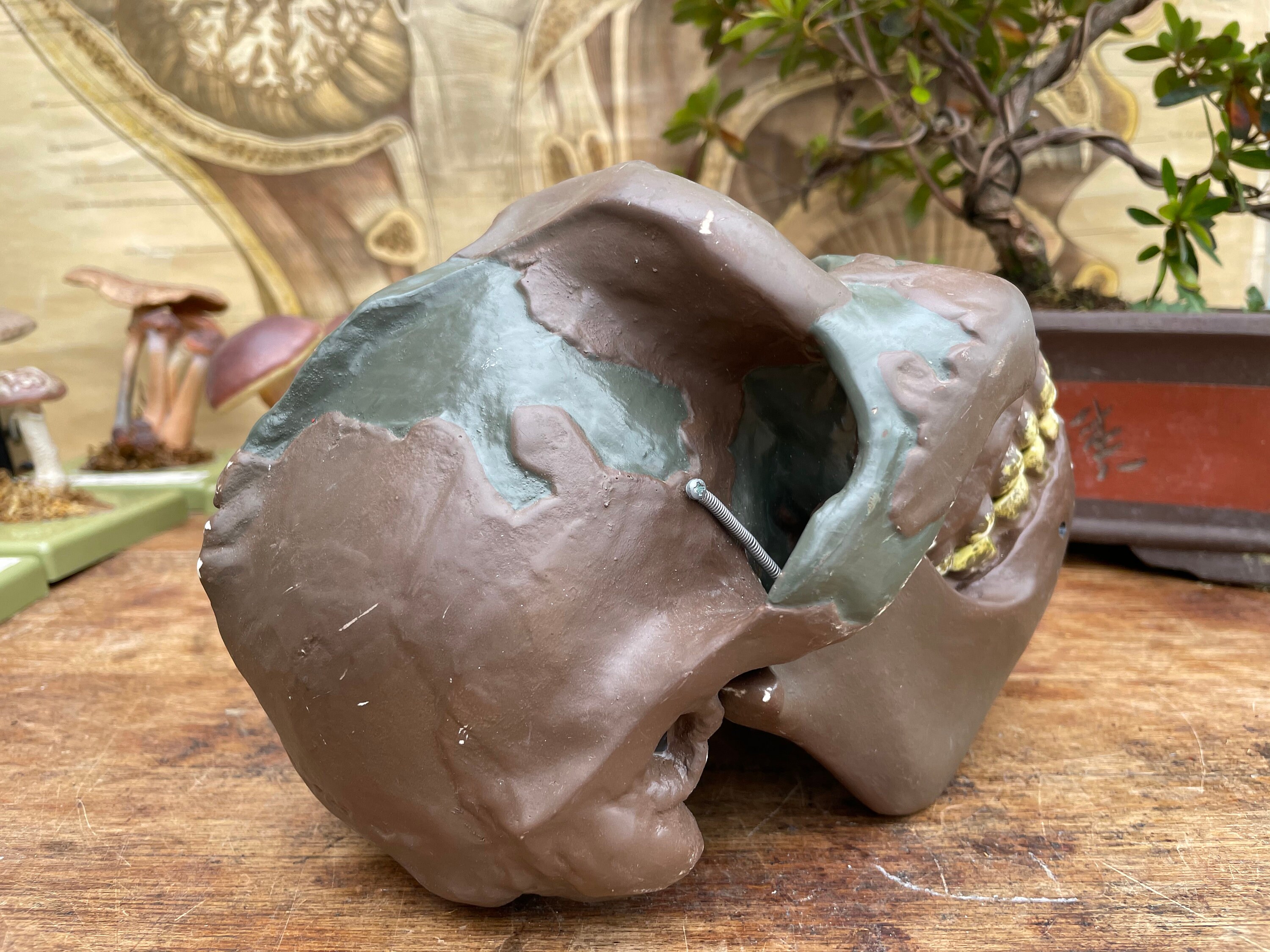 Vintage Somso Paranthropus Boisei Skull Model: Anatomy Education - Etsy