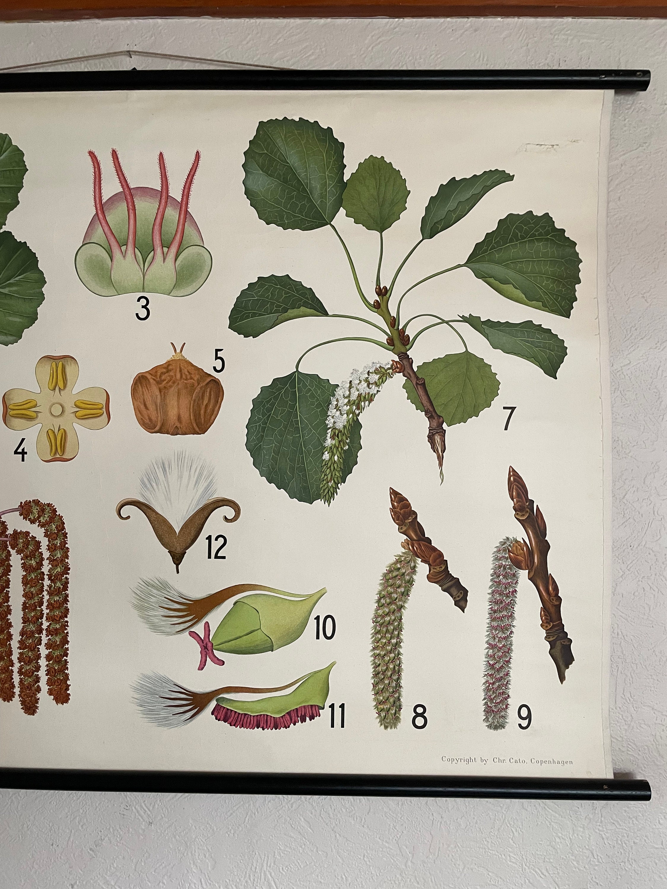 Vintage BLACK ALDER & ASPEN School Chart Danish Educational Wall Chart ...