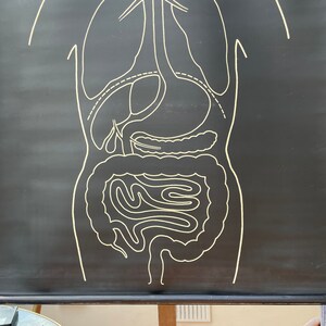 Vintage Roll Down School Chart of HUMAN INTERNAL ORGANS on Pvc Anatomy ...