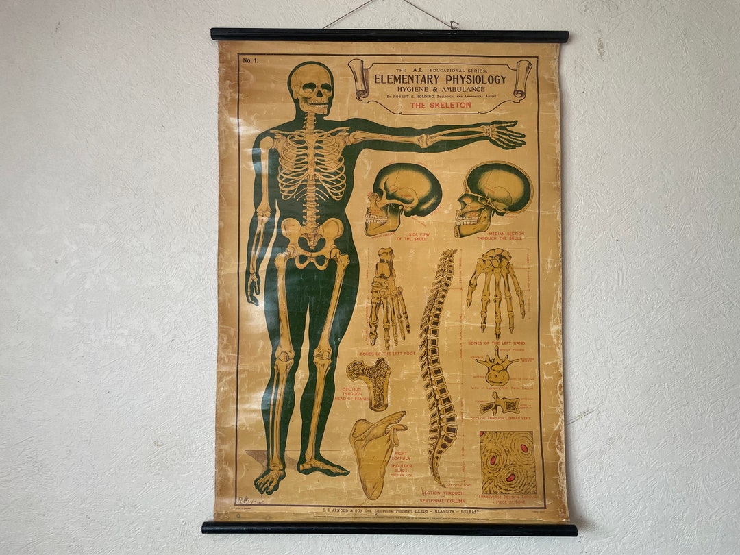 Antique Anatomy Chart of HUMAN BONES Circa 1908 Skeleton, Physiology EJ ...