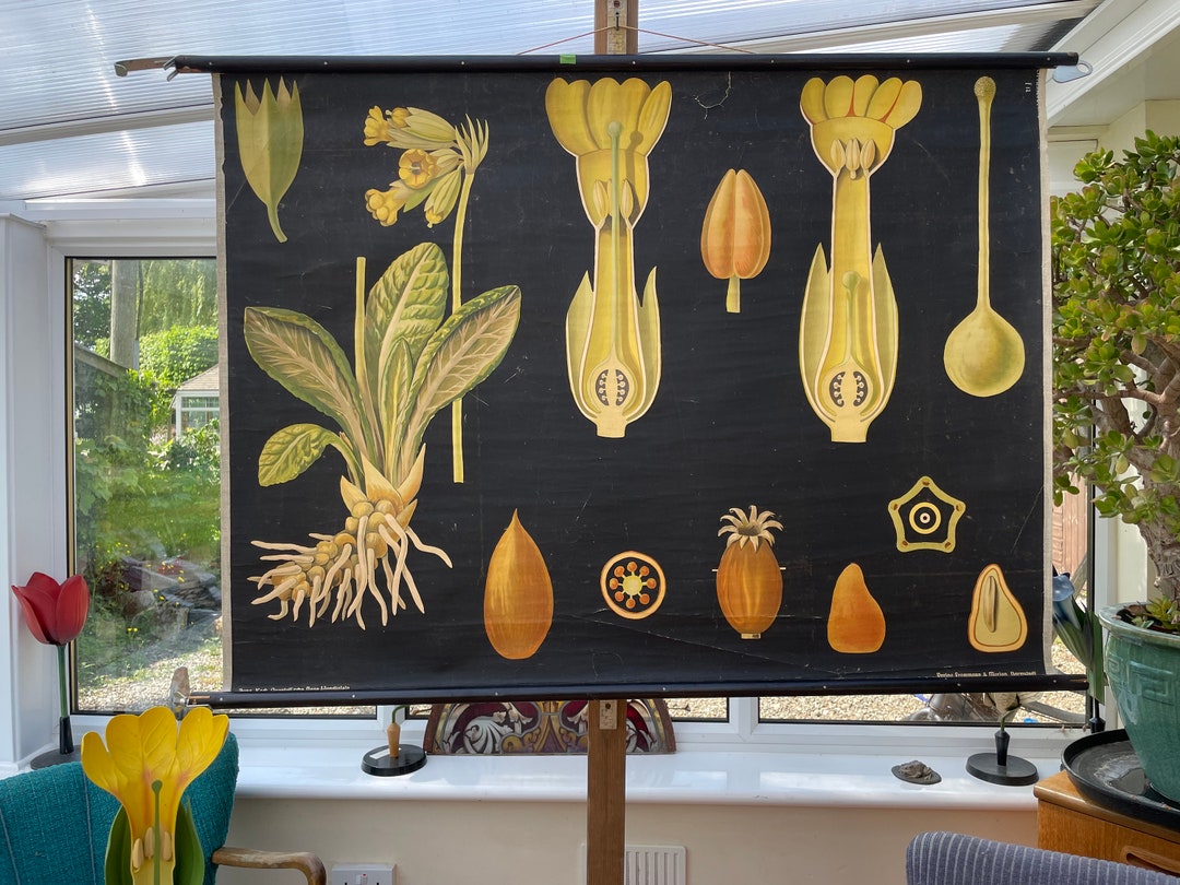 Rare PRIMROSE Primula School Chart Jung Koch Quentell BOTANICAL Vintage ...