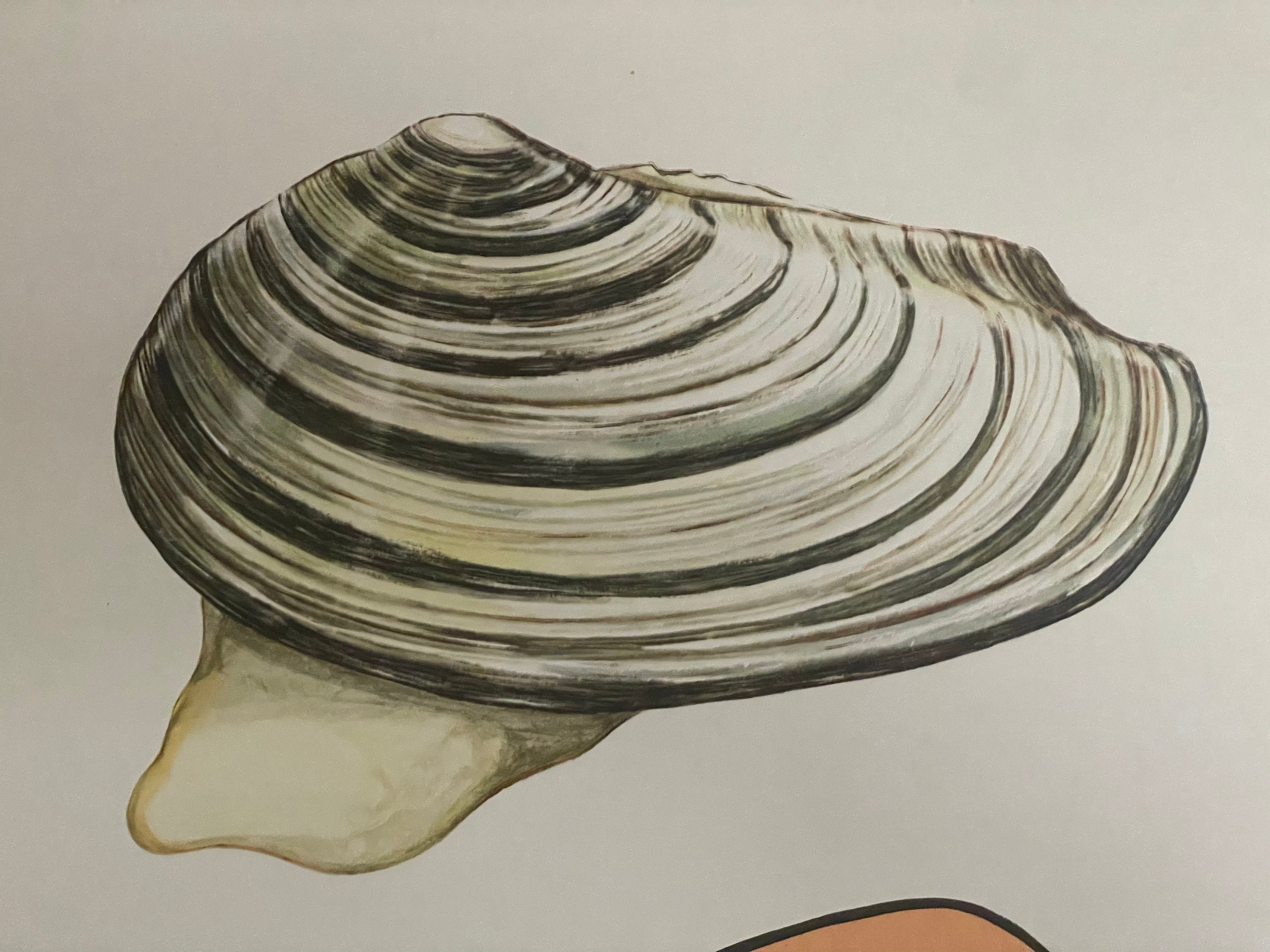 Vintage MUSSEL School Chart BIVALVE Roll Down Educational Chart. - Etsy