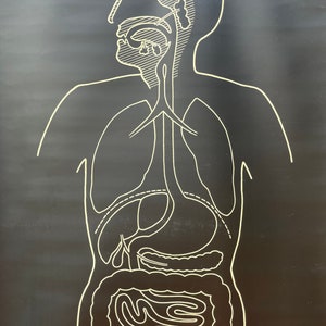 Vintage Roll Down School Chart of HUMAN INTERNAL ORGANS on Pvc Anatomy ...