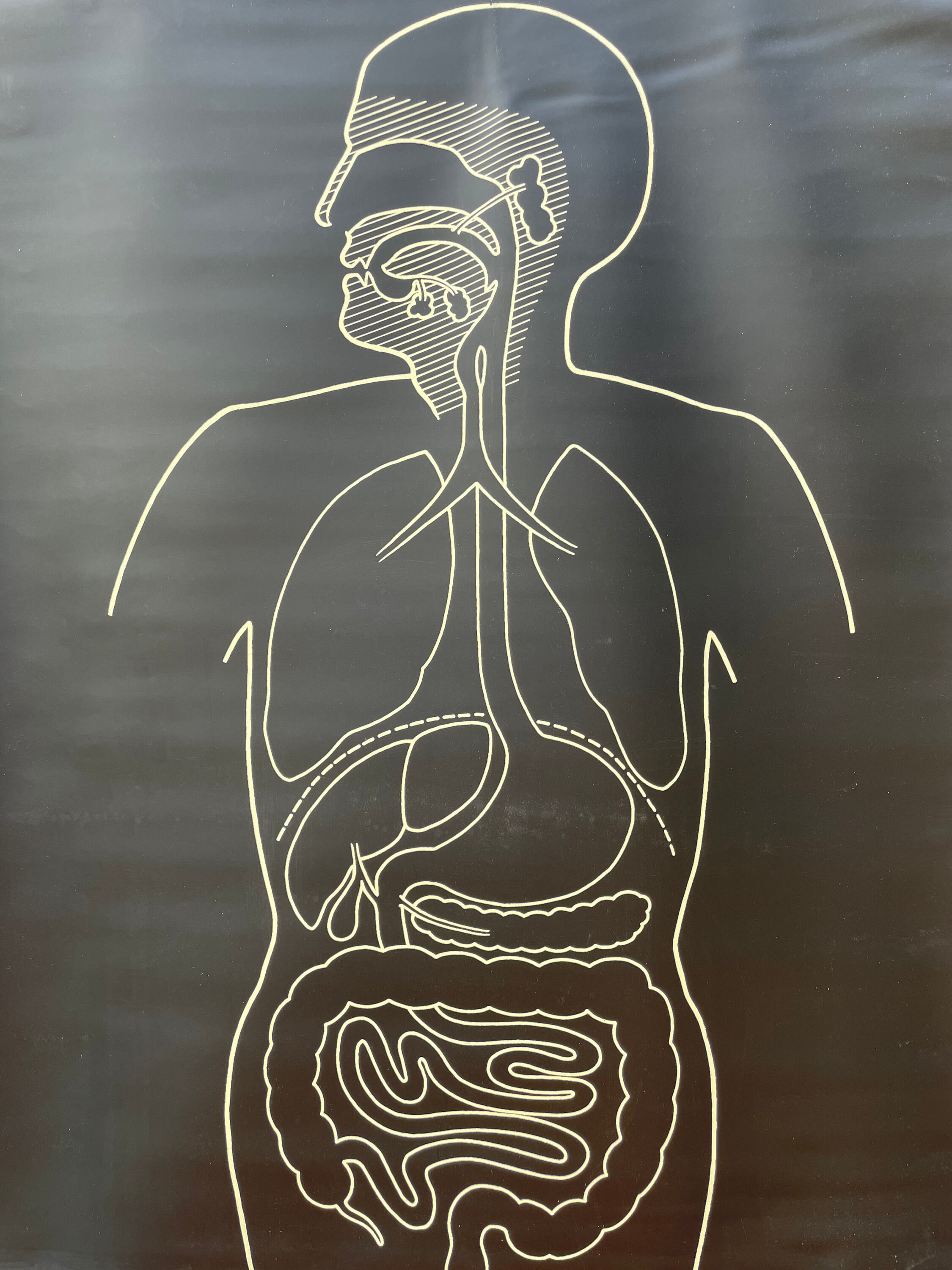 Vintage Roll Down School Chart of HUMAN INTERNAL ORGANS on Pvc | Etsy