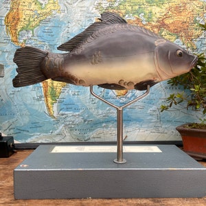 Rare Vintage SOMSO CARP FISH Anatomical Educational Model 1950's ...