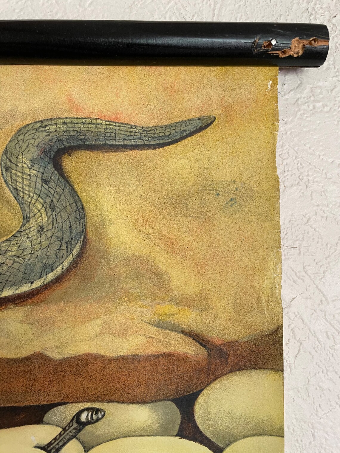 Vintage GRASS SNAKE & VIPER School Chart Jung Koch Quentell - Etsy