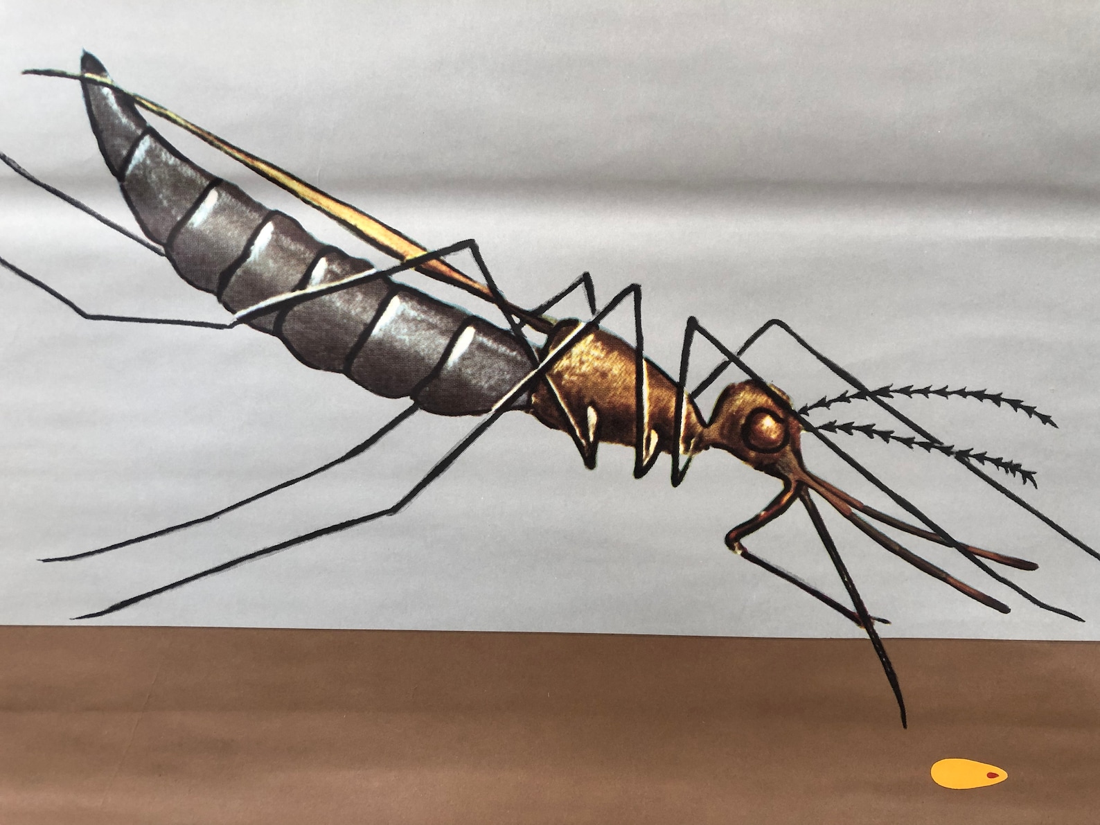 Vintage MOSQUITO School Chart Jung Koch Quentell Educational Poster ...