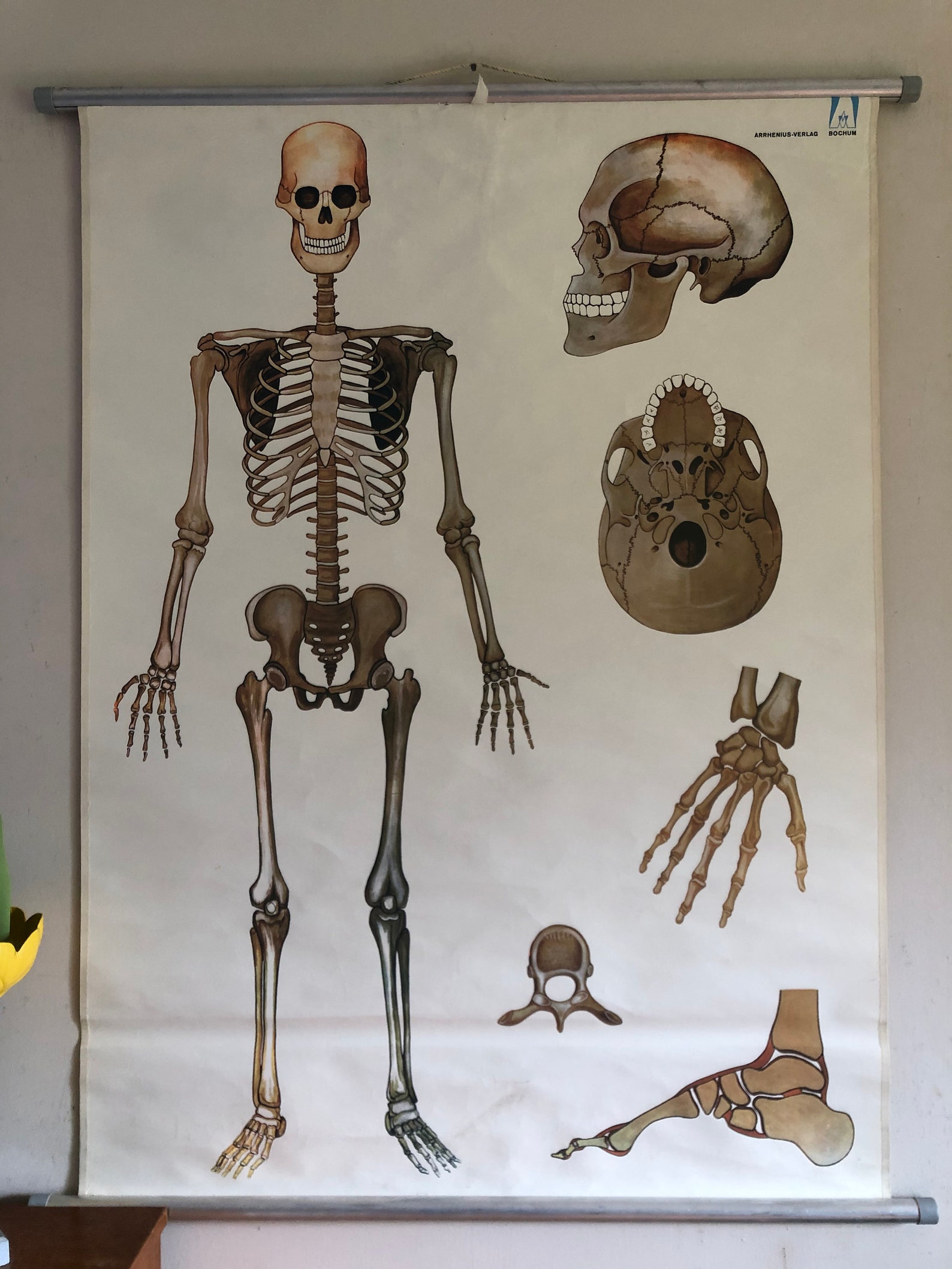 Vintage SKELETON & SKULL School Chart 1970's Roll Down Educational ...