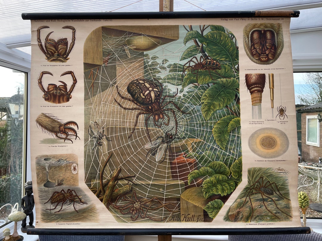 Vintage SPIDER School Chart ARACHNIDS Educational Chart, Lithograph ...