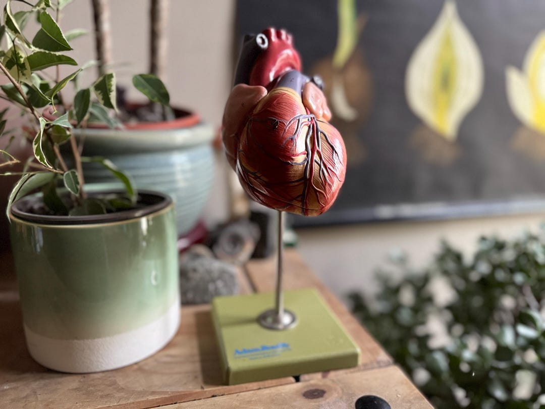 Vintage Somso Human Heart Anatomy Model: Educational Medical Display ...
