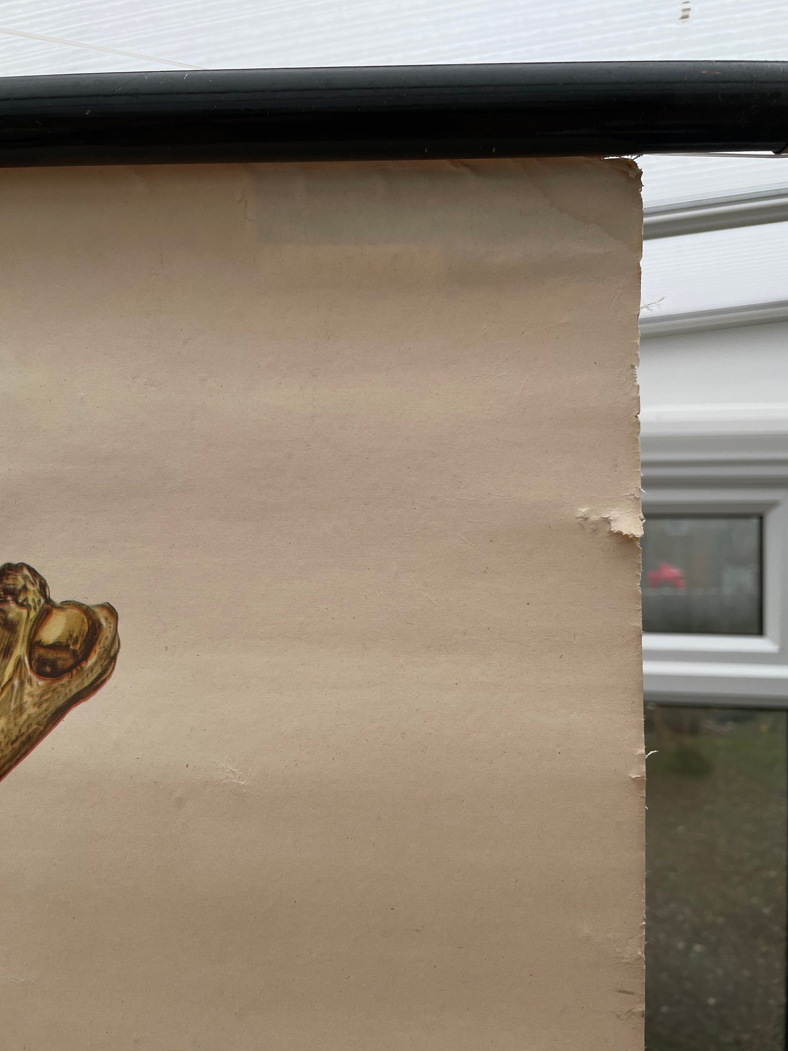 Vintage School Chart EVOLUTION OF MAN Poster Educational Chart | Etsy