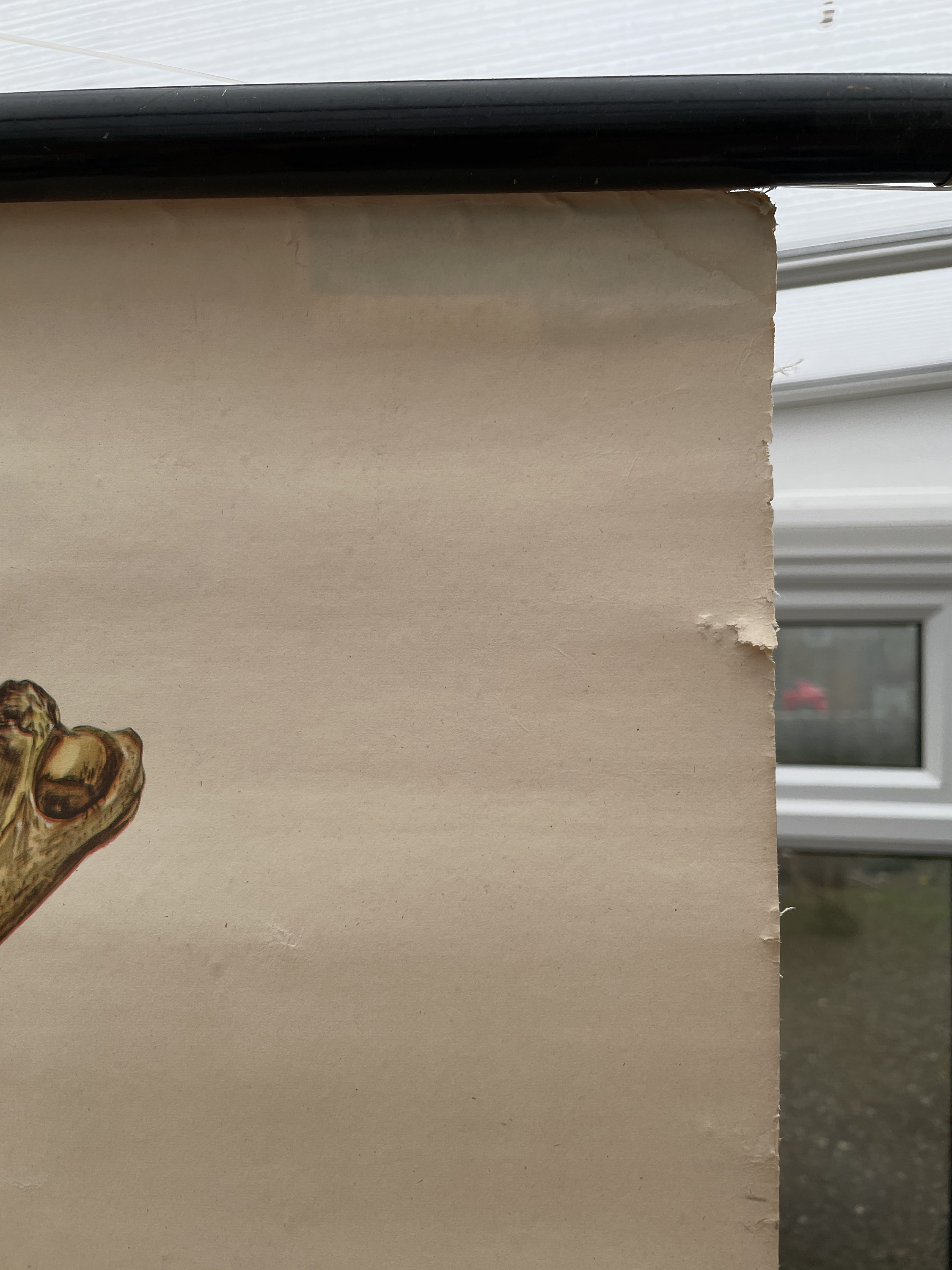 Vintage school chart EVOLUTION OF MAN poster educational | Etsy