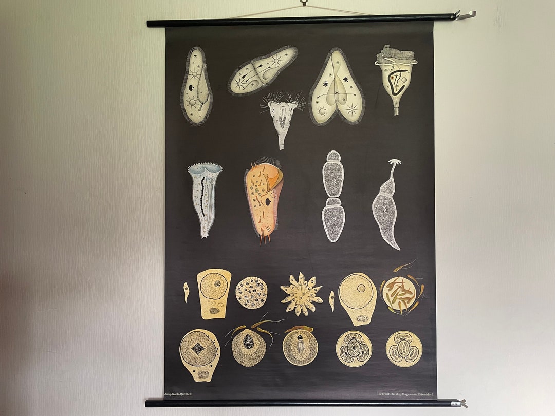 Vintage PROTOZOA School Chart by Jung Koch Quentell Poster Wall Hanging ...