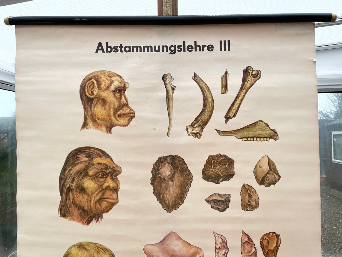 Vintage School Chart EVOLUTION OF MAN Poster Educational Chart | Etsy