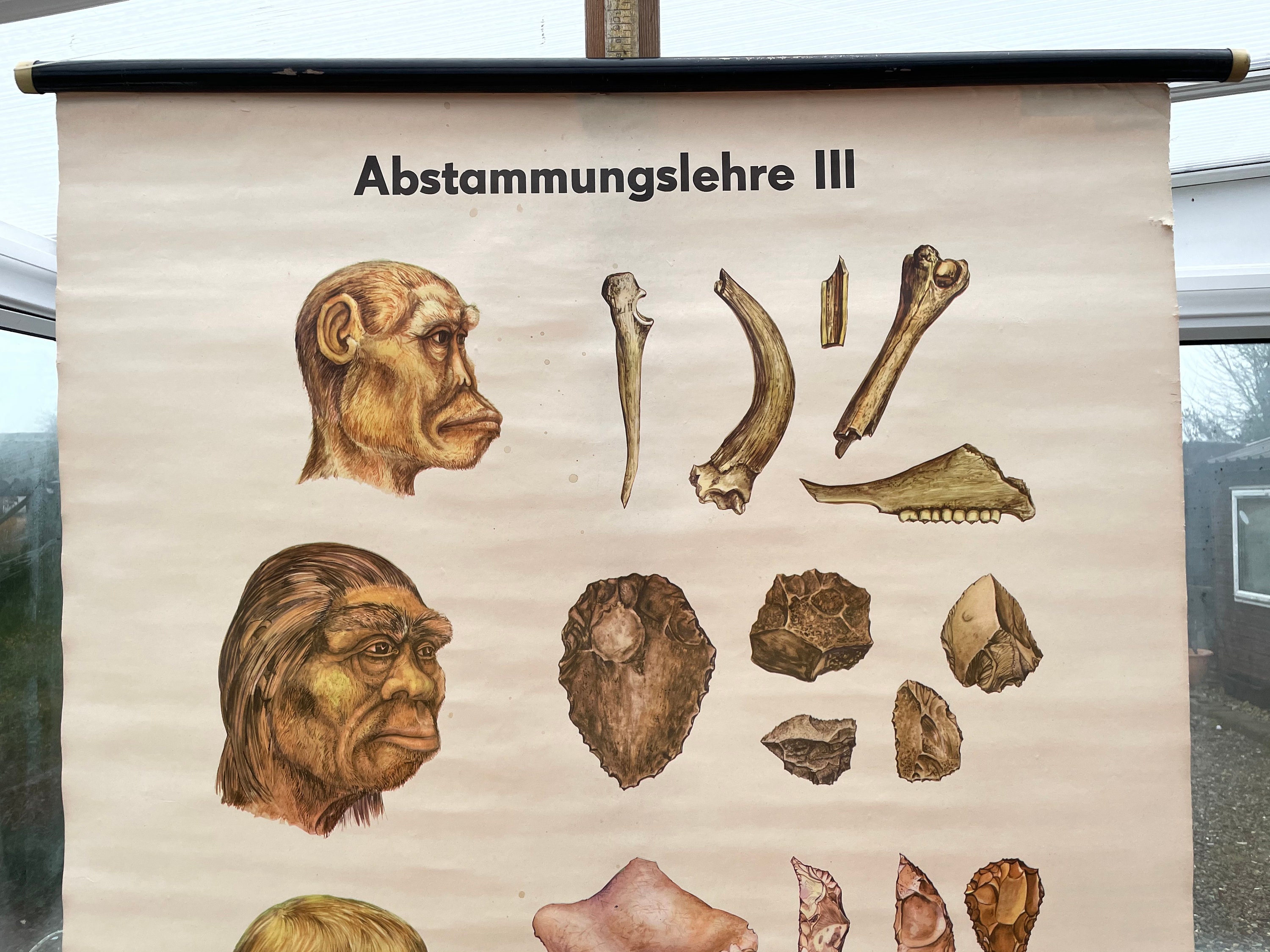 Vintage School Chart EVOLUTION OF MAN Poster Educational Chart - Etsy