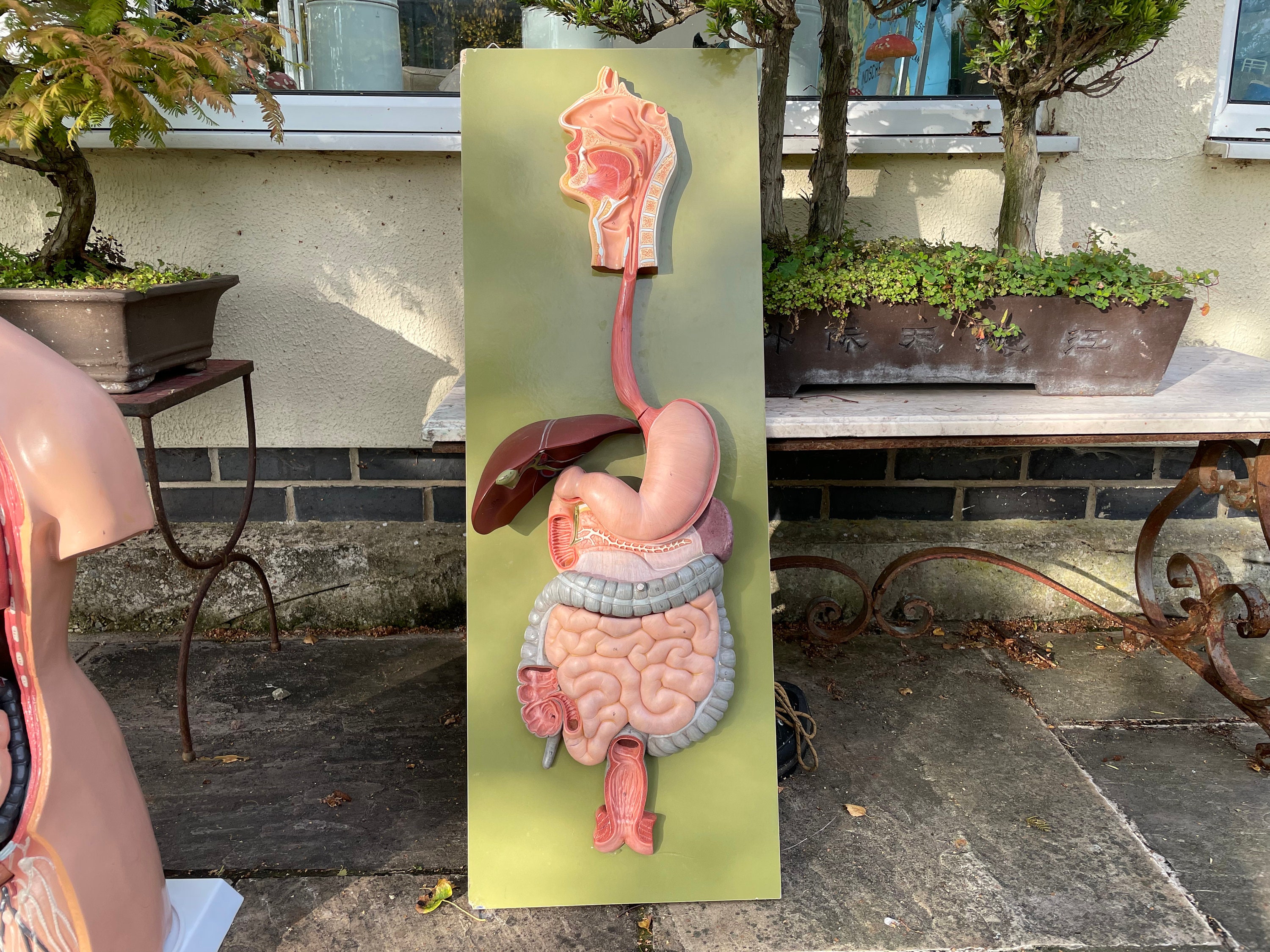 Digestive System Model For School