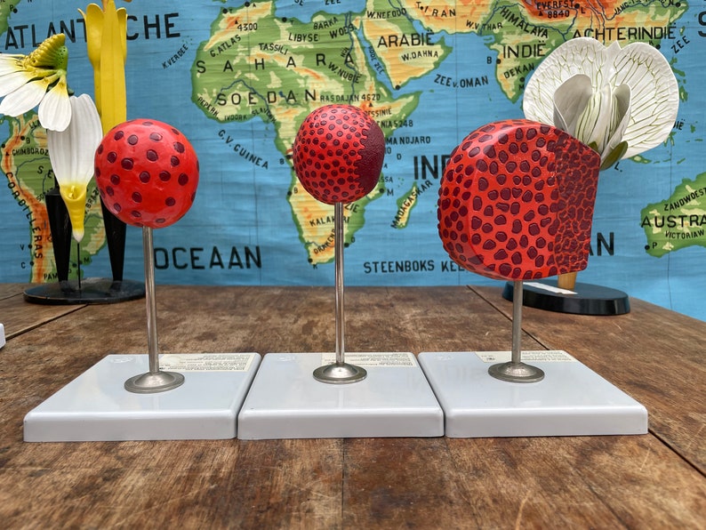 3 Vintage SOMSO Models of EMBRYO DEVELOPMENT in Pregnancy - Etsy UK