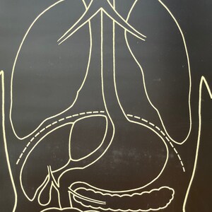 Vintage Roll Down School Chart of HUMAN INTERNAL ORGANS on Pvc Anatomy ...