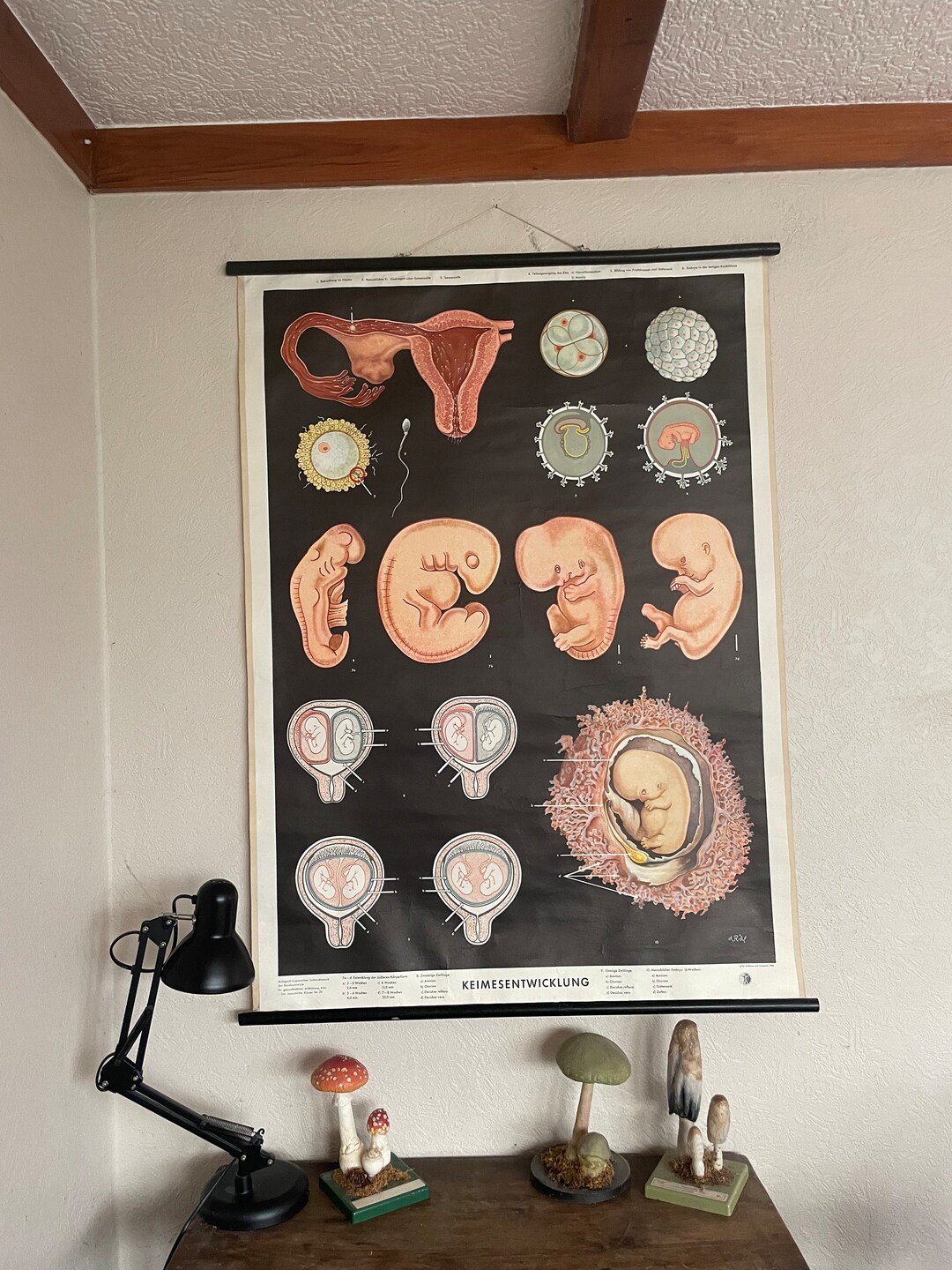 Vintage Embryo Development Chart: 1960s Medical School Biology Wall ...