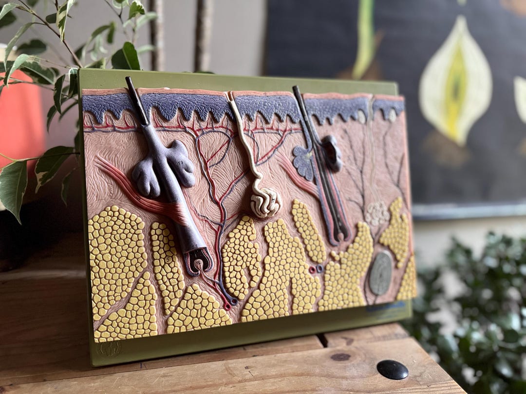 Vintage SOMSO Anatomical Model of SKIN Showing Hair Follicle and Sweat ...