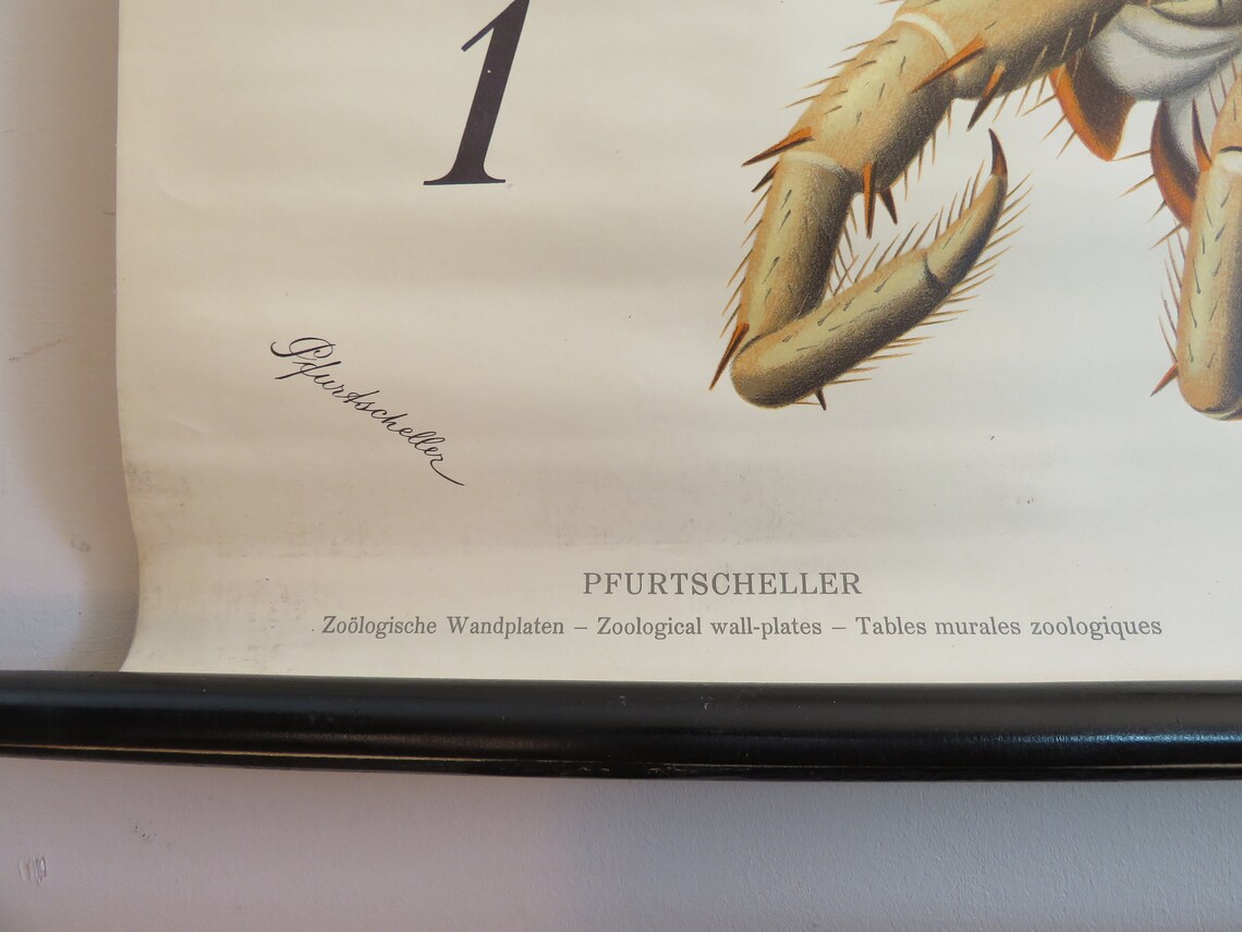 Rare CENTIPEDE School Chart by PAUL PFURTSCHELLER Roll Down Linen ...