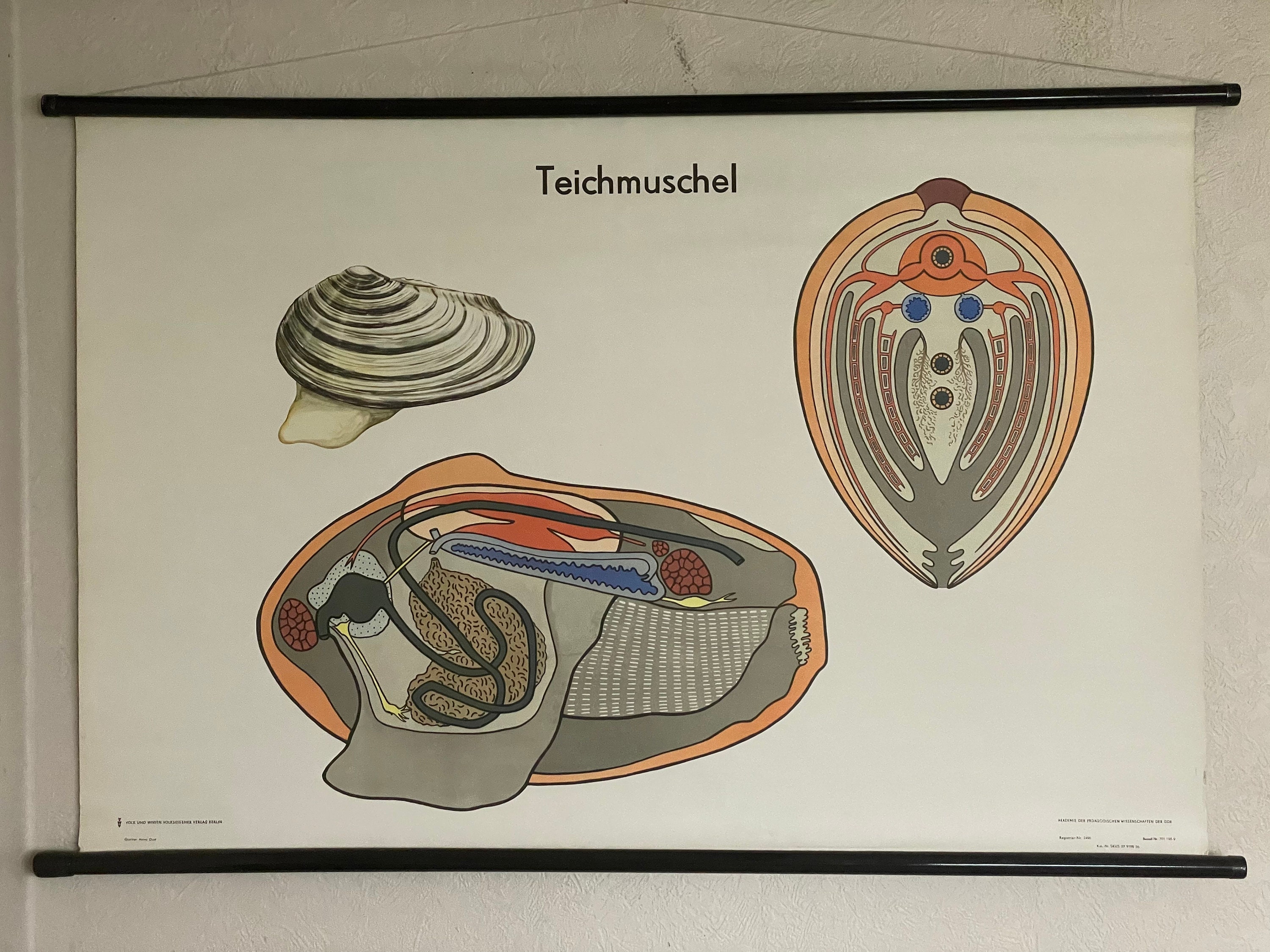 Vintage MUSSEL School Chart BIVALVE Roll Down Educational Chart. - Etsy